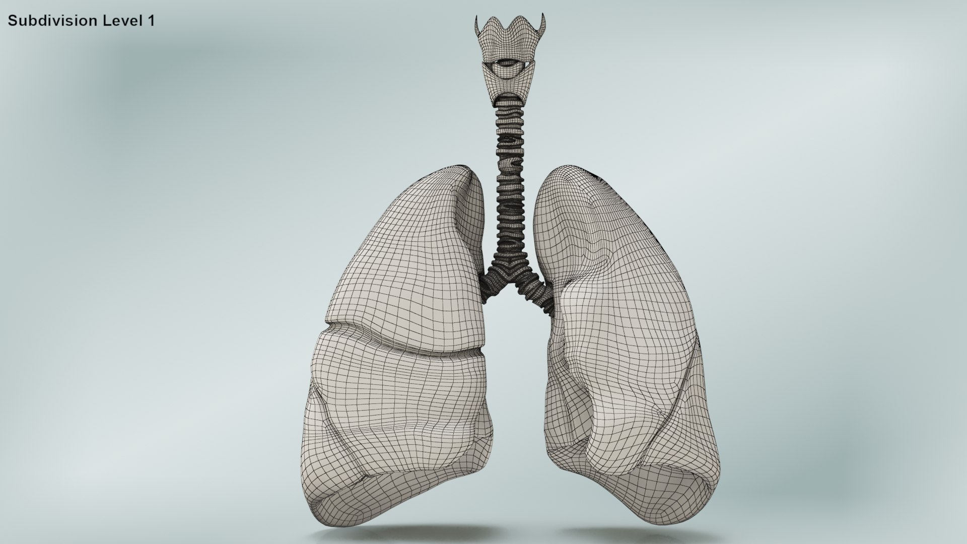 Smoker s lungs 3D model - TurboSquid 1662649