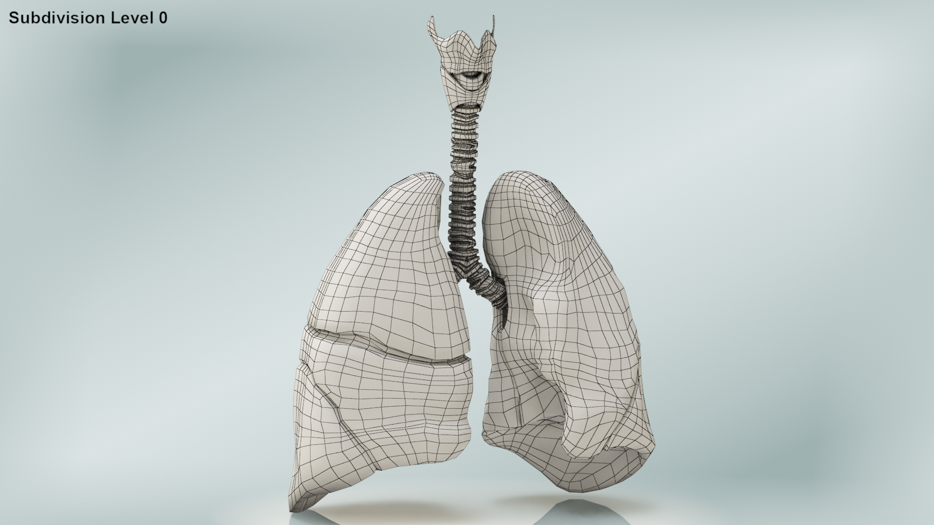 Smoker S Lungs 3D Model - TurboSquid 1662649