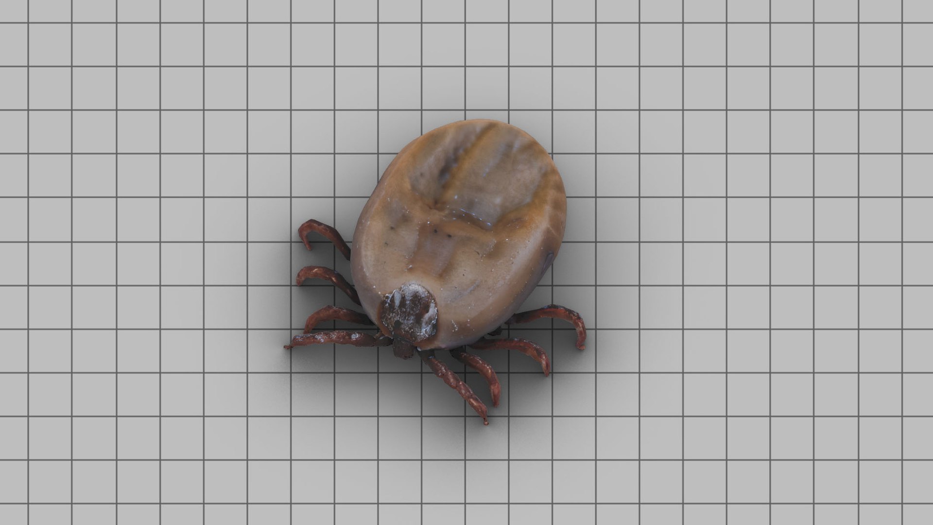 Tick 3D Model - TurboSquid 2388131