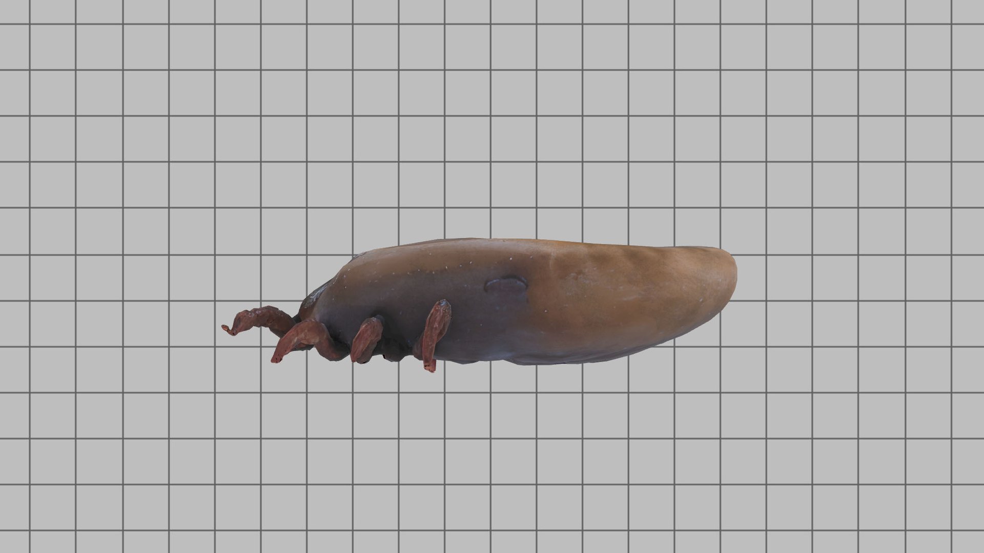 Tick 3D Model - TurboSquid 2388131