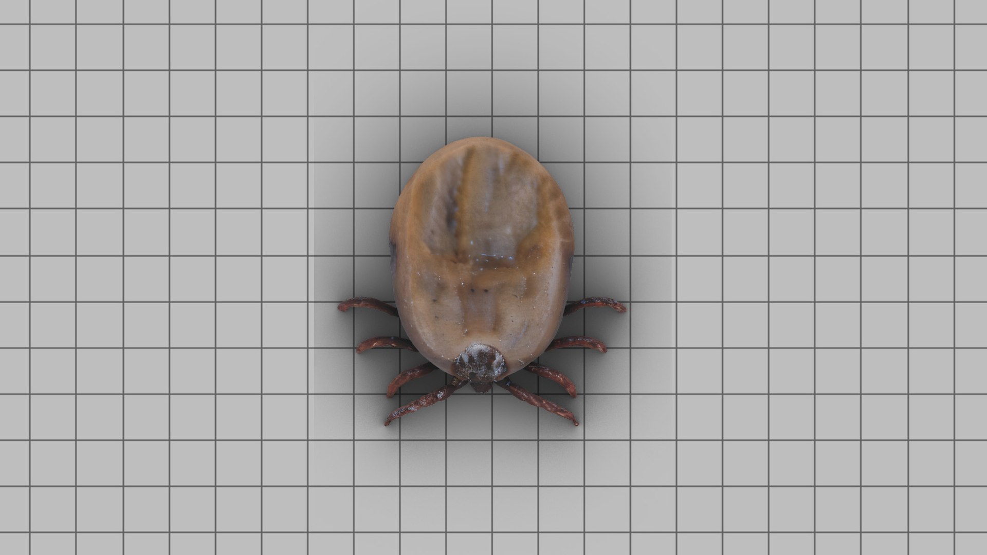 Tick 3D Model - TurboSquid 2388131