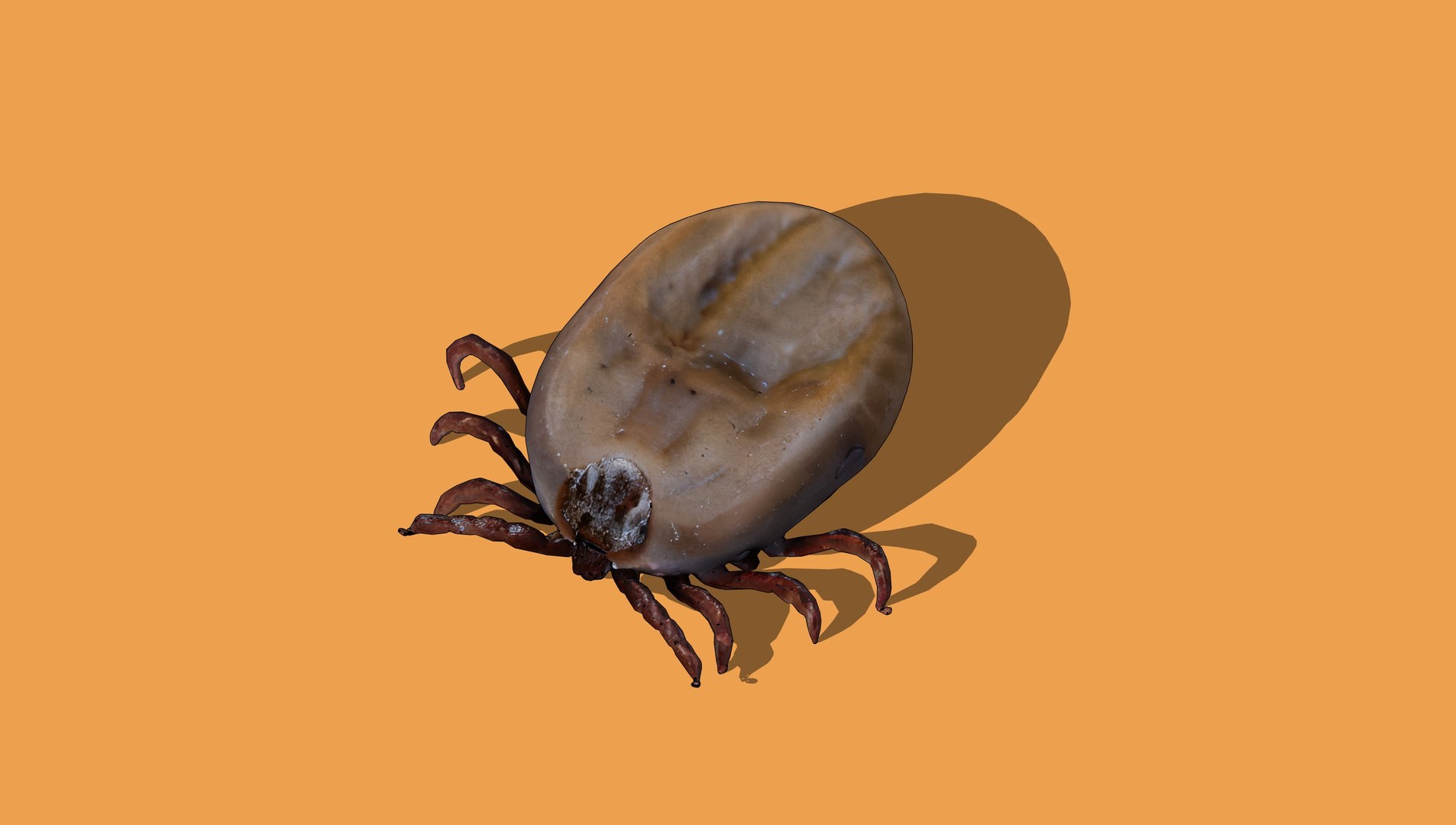 Tick 3D Model - TurboSquid 2388131