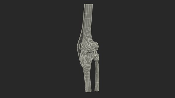 3D модель Модель коленного сустава, адаптированная для Maya ...