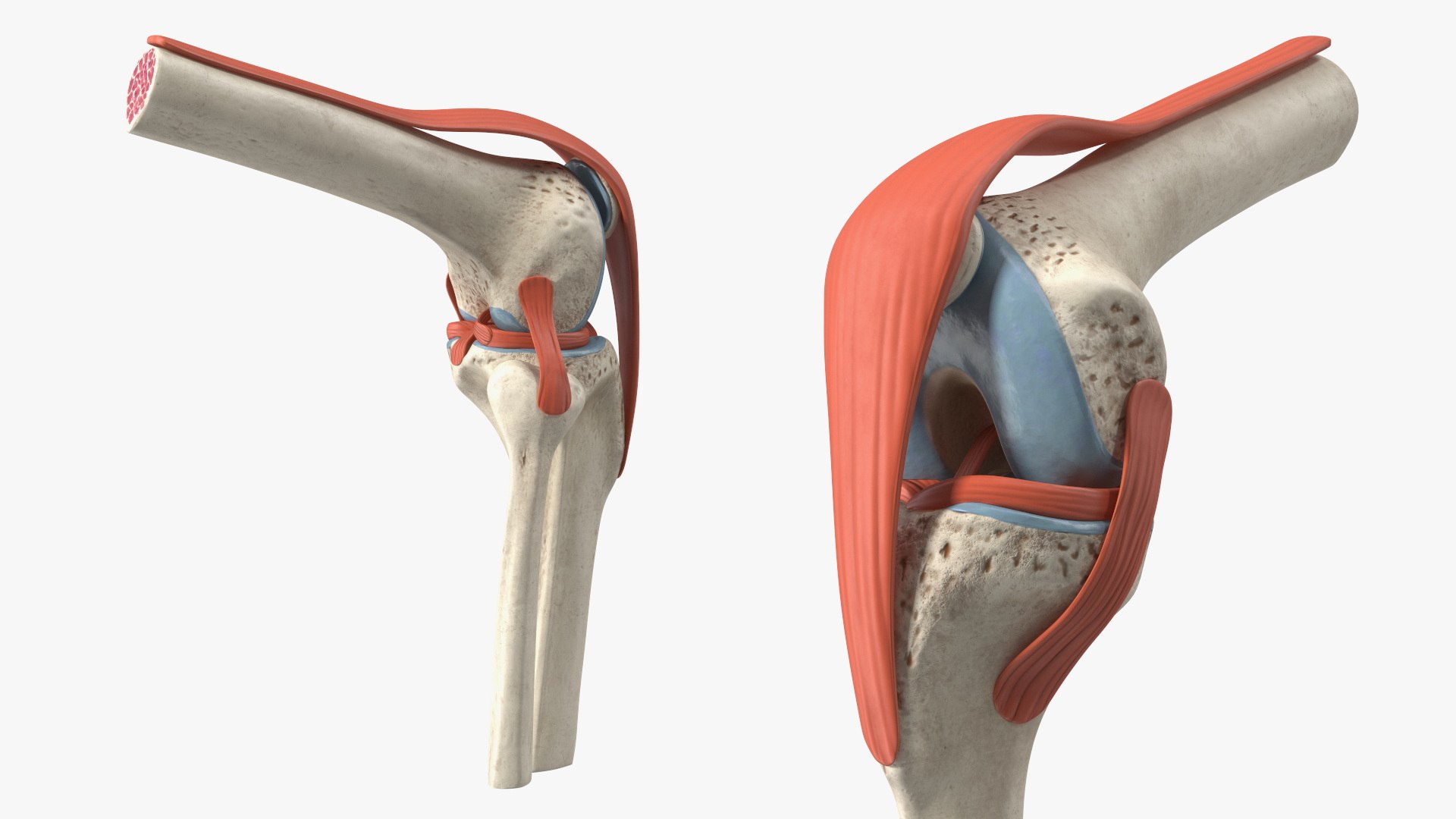 Knee Joint Model Rigged For Maya Model - TurboSquid 2253667