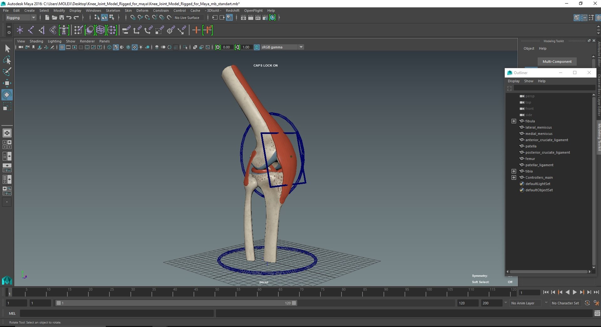 Knee Joint Model Rigged For Maya Model - TurboSquid 2253667