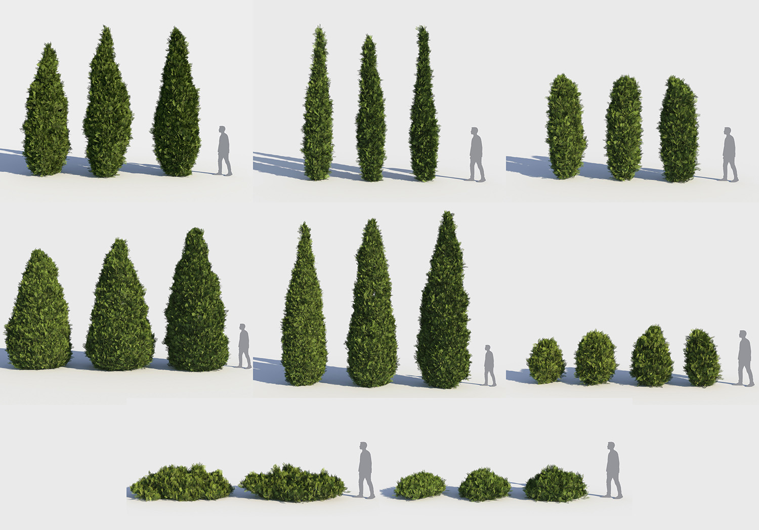 3D model cedar shrub - TurboSquid 1177954