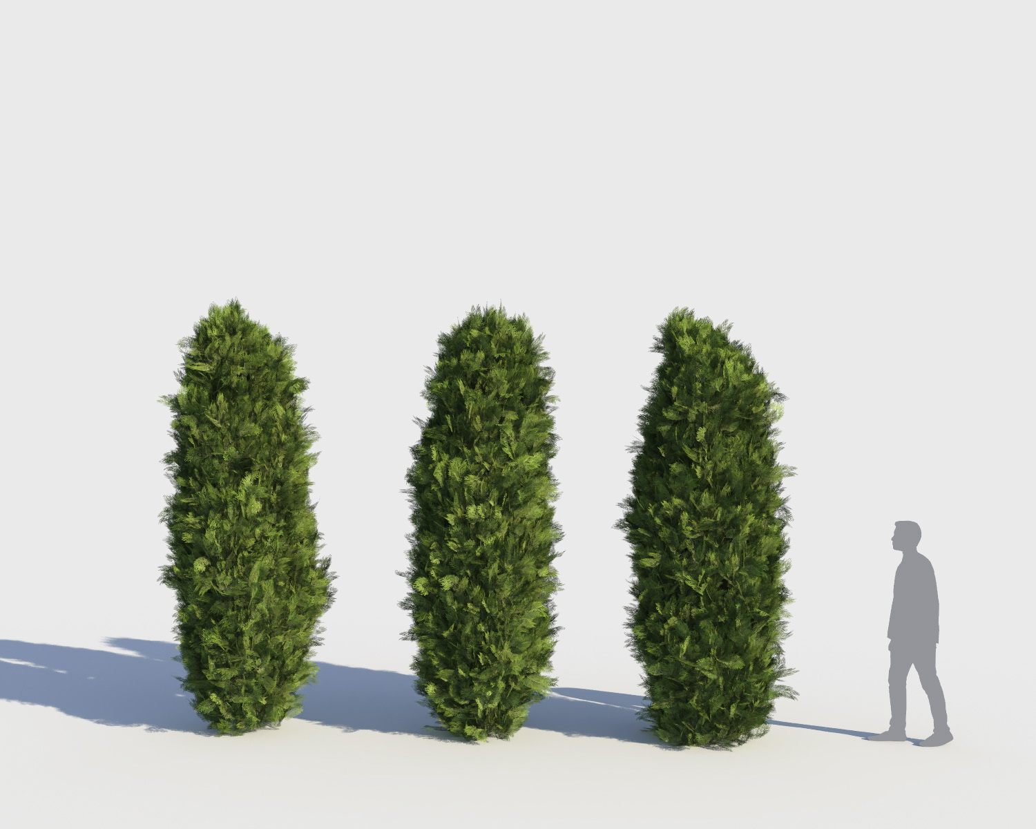 3D model cedar shrub - TurboSquid 1177954