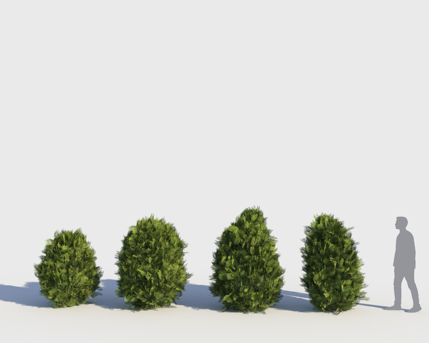 3D model cedar shrub - TurboSquid 1177954