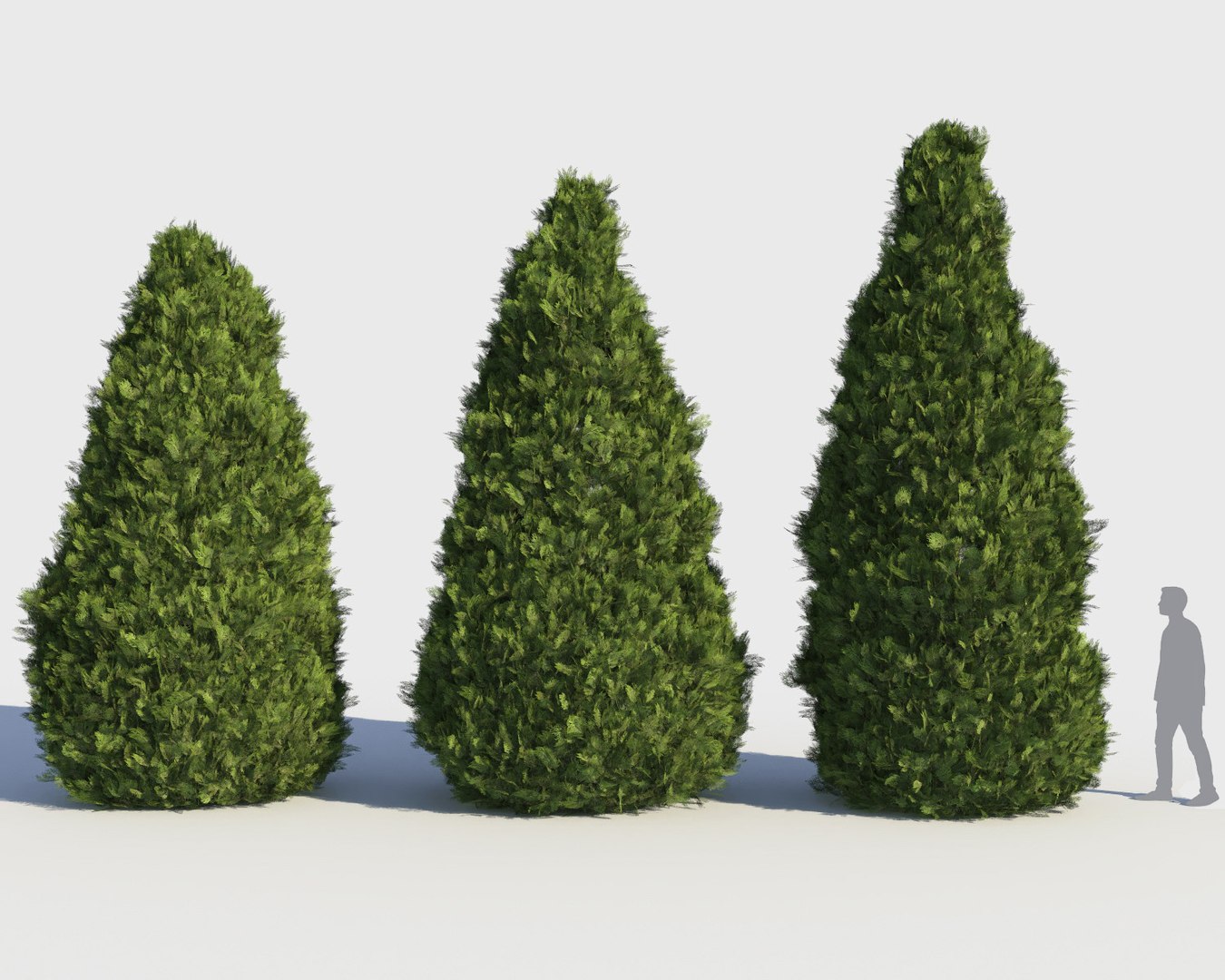 3D Model Cedar Shrub - TurboSquid 1177954