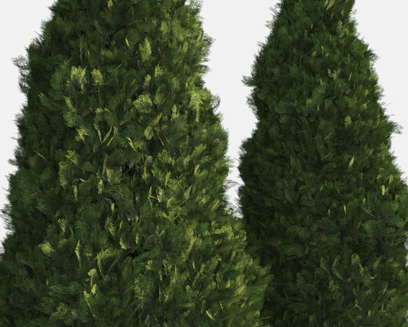 3D Model Cedar Shrub - TurboSquid 1177954