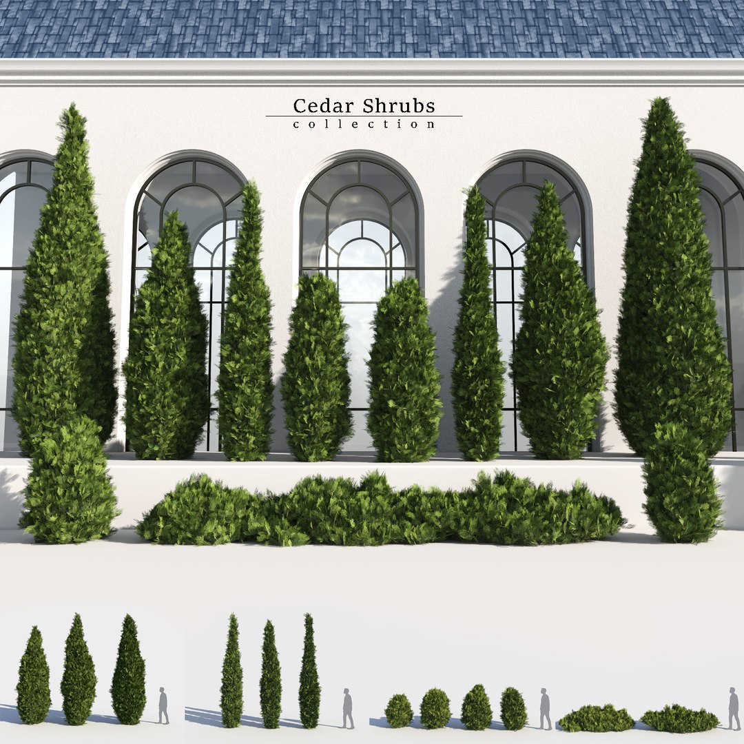 3D Model Cedar Shrub - TurboSquid 1177954