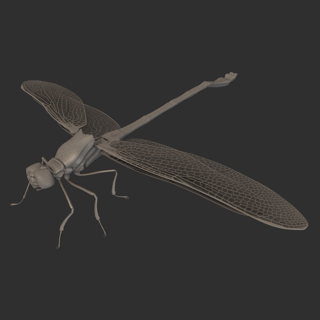 3d dragonfly animation