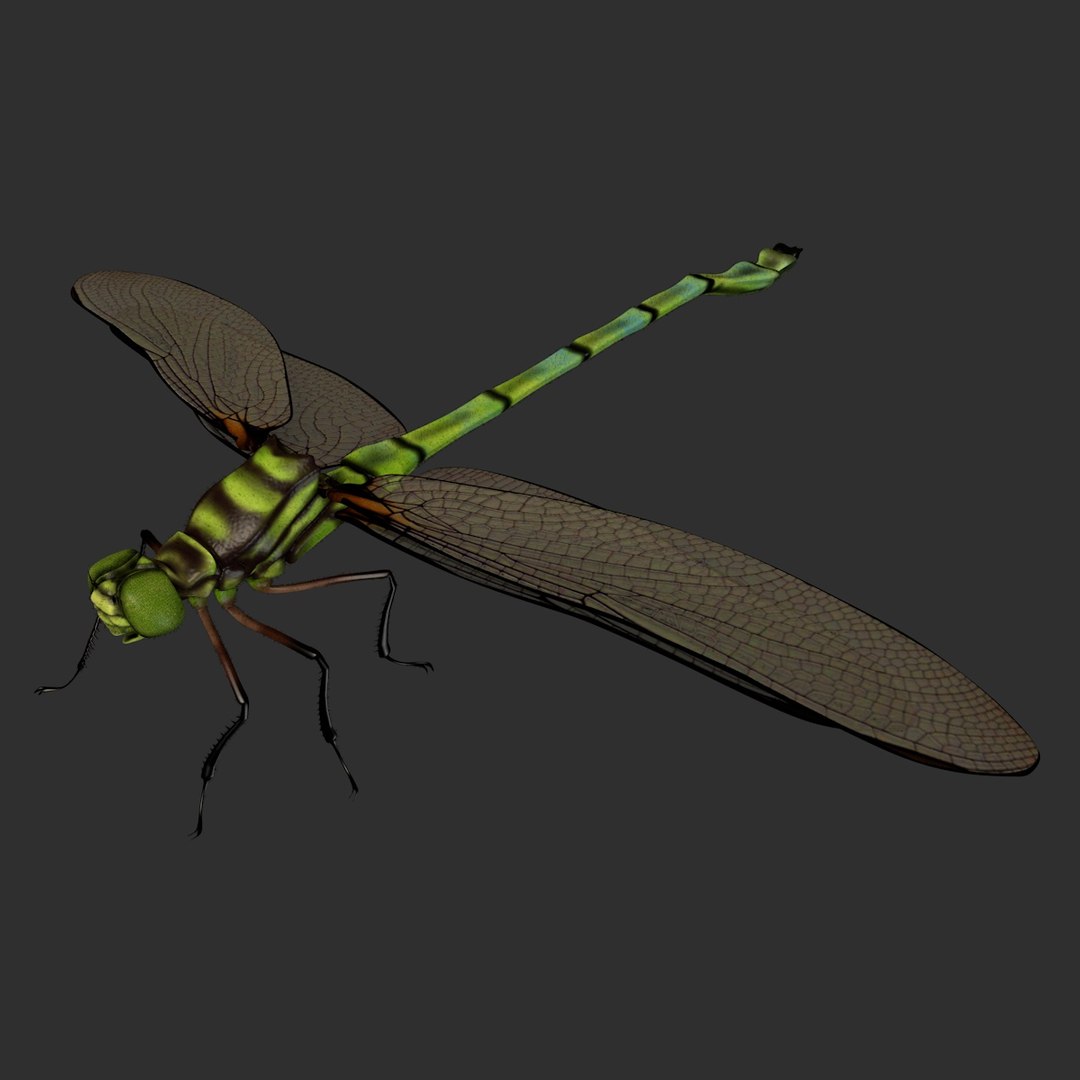 3d dragonfly animation