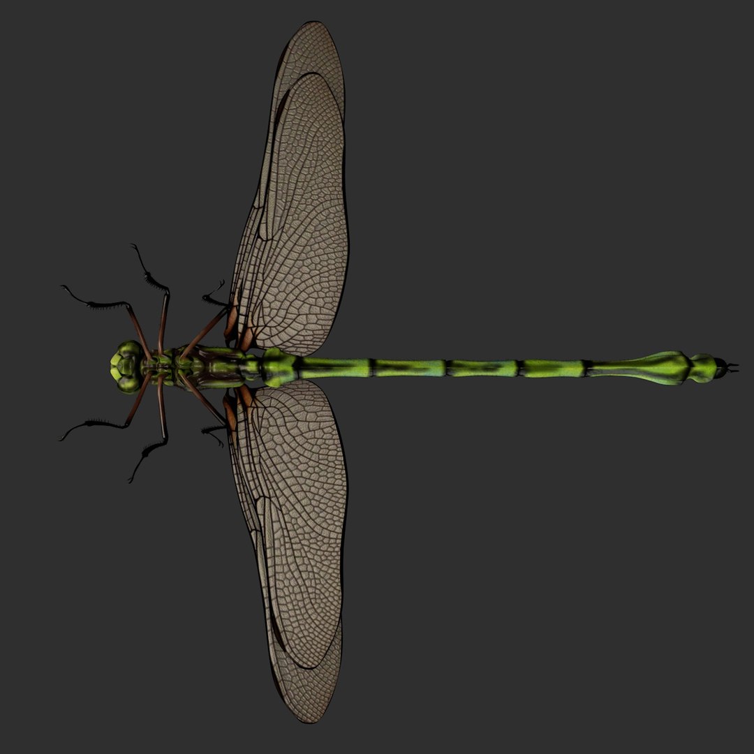 3d dragonfly animation