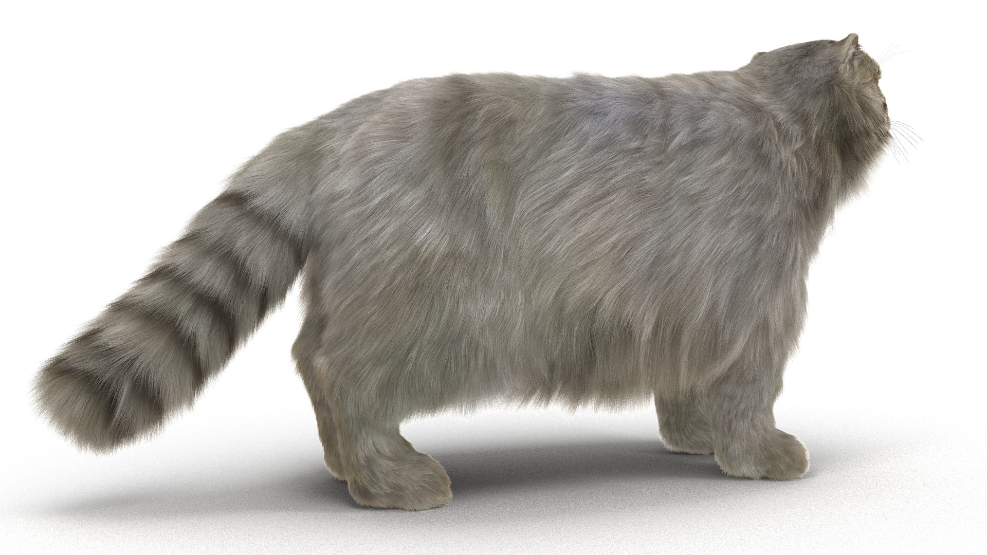 Pallas Cat Fur 3D - TurboSquid 2192782
