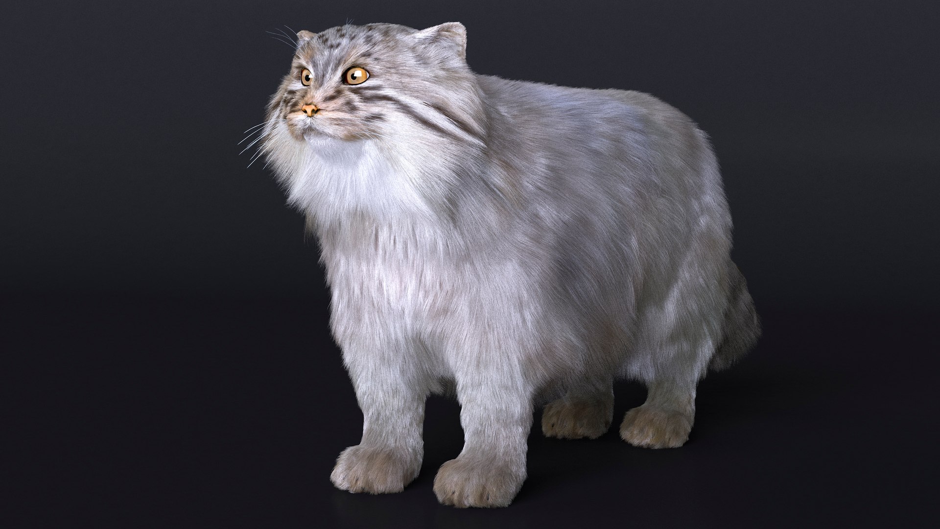 Pallas Cat Fur 3D - TurboSquid 2192782