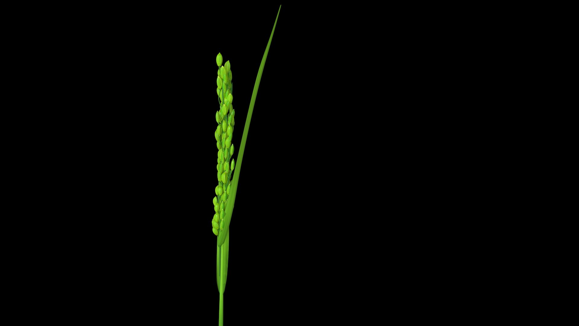 Oryza Rice 3D Model - TurboSquid 1696322