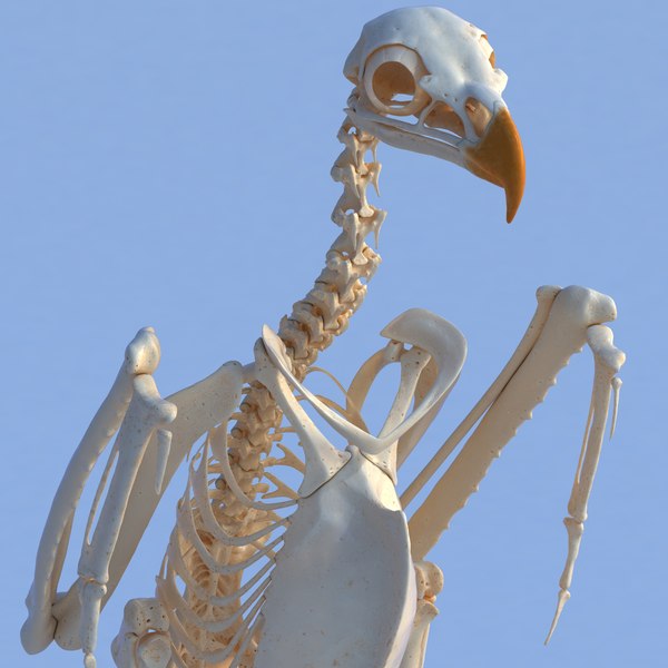 eagle skeleton wing