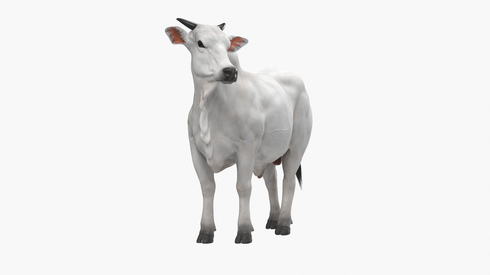 Zebu Cattle Male Looking Fur Model - TurboSquid 2320353