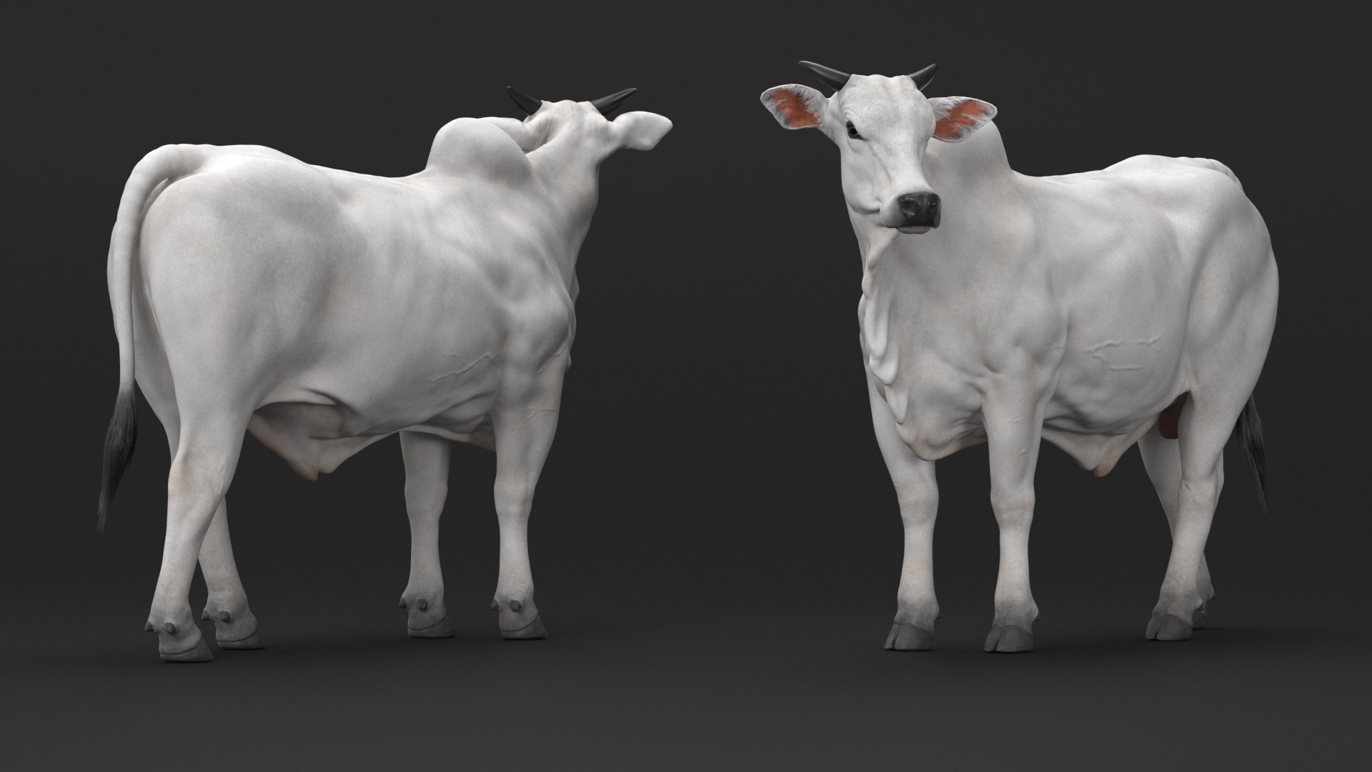 Zebu Cattle Male Looking Fur Model - TurboSquid 2320353