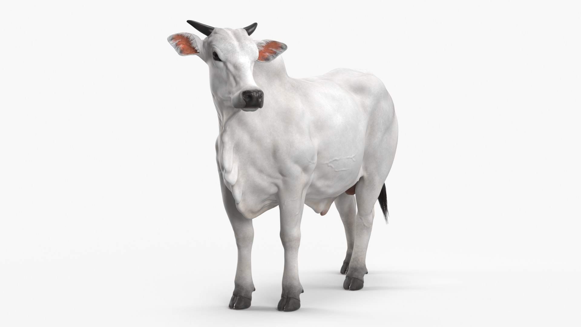 Zebu Cattle Male Looking Fur Model - TurboSquid 2320353