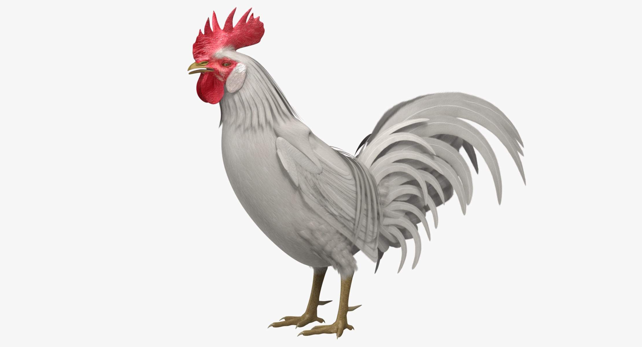 3d model gallus domesticus white domestic