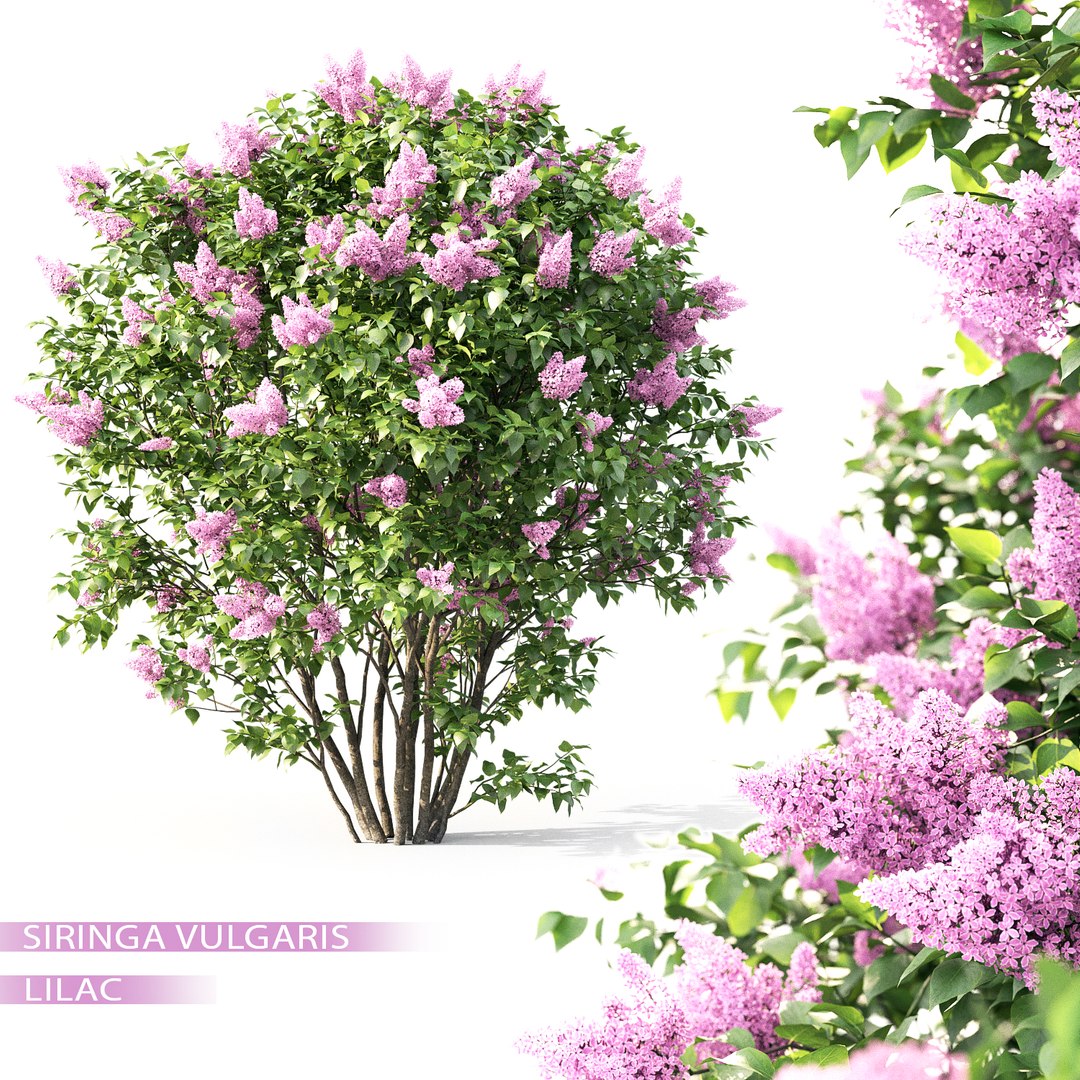 3D Shrub Lilac Flowering Model - TurboSquid 1266834