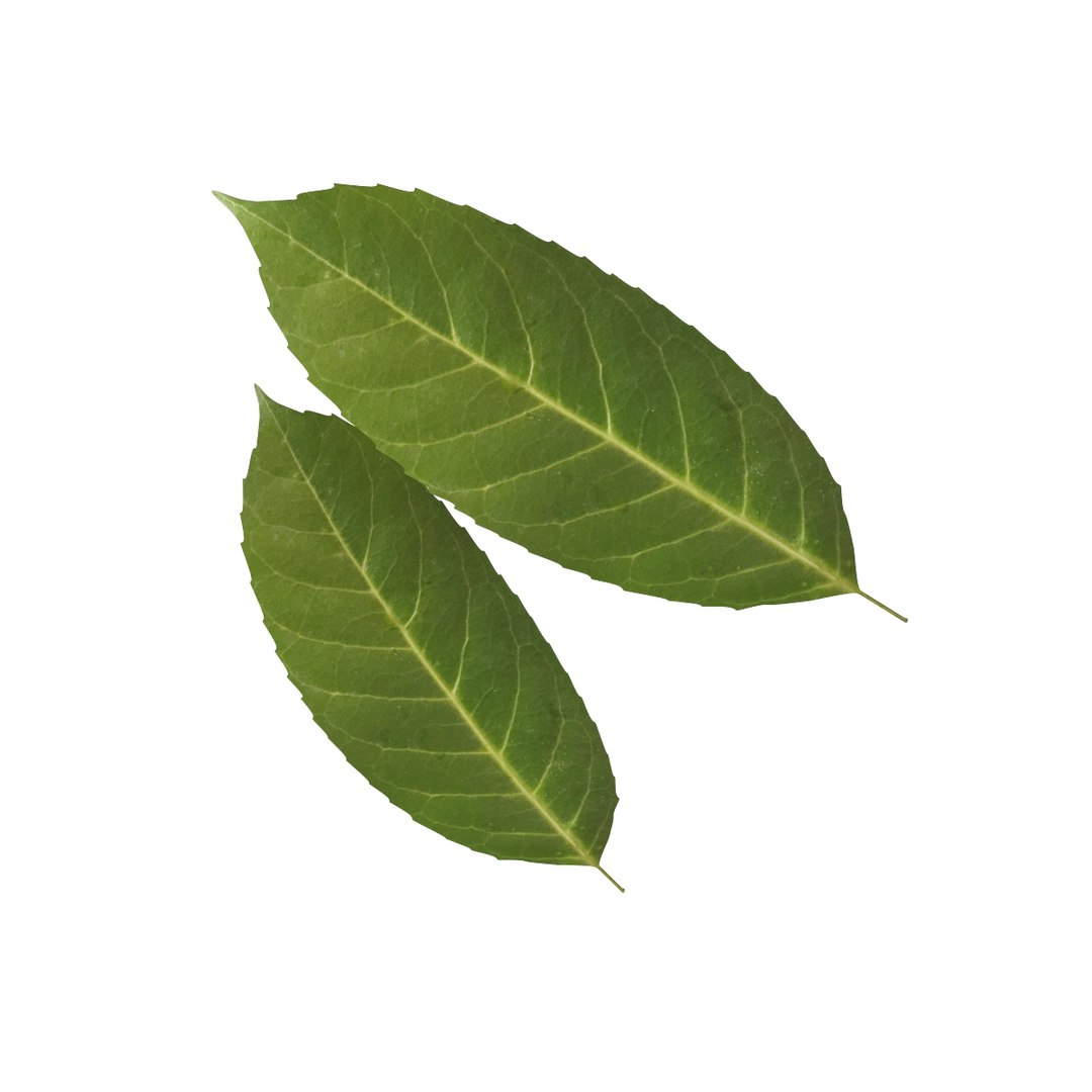 Tree Leaf 3d Model