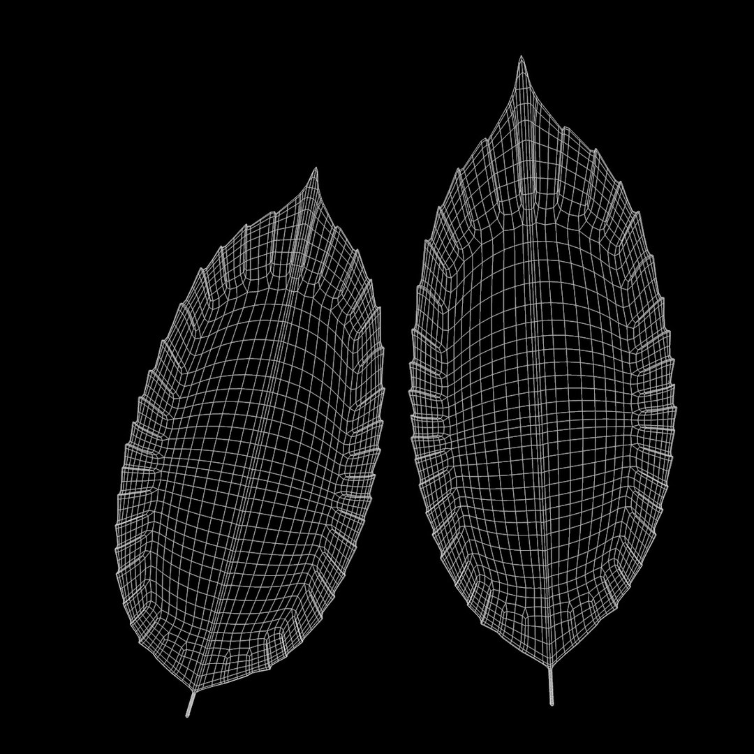 Tree Leaf 3d Model