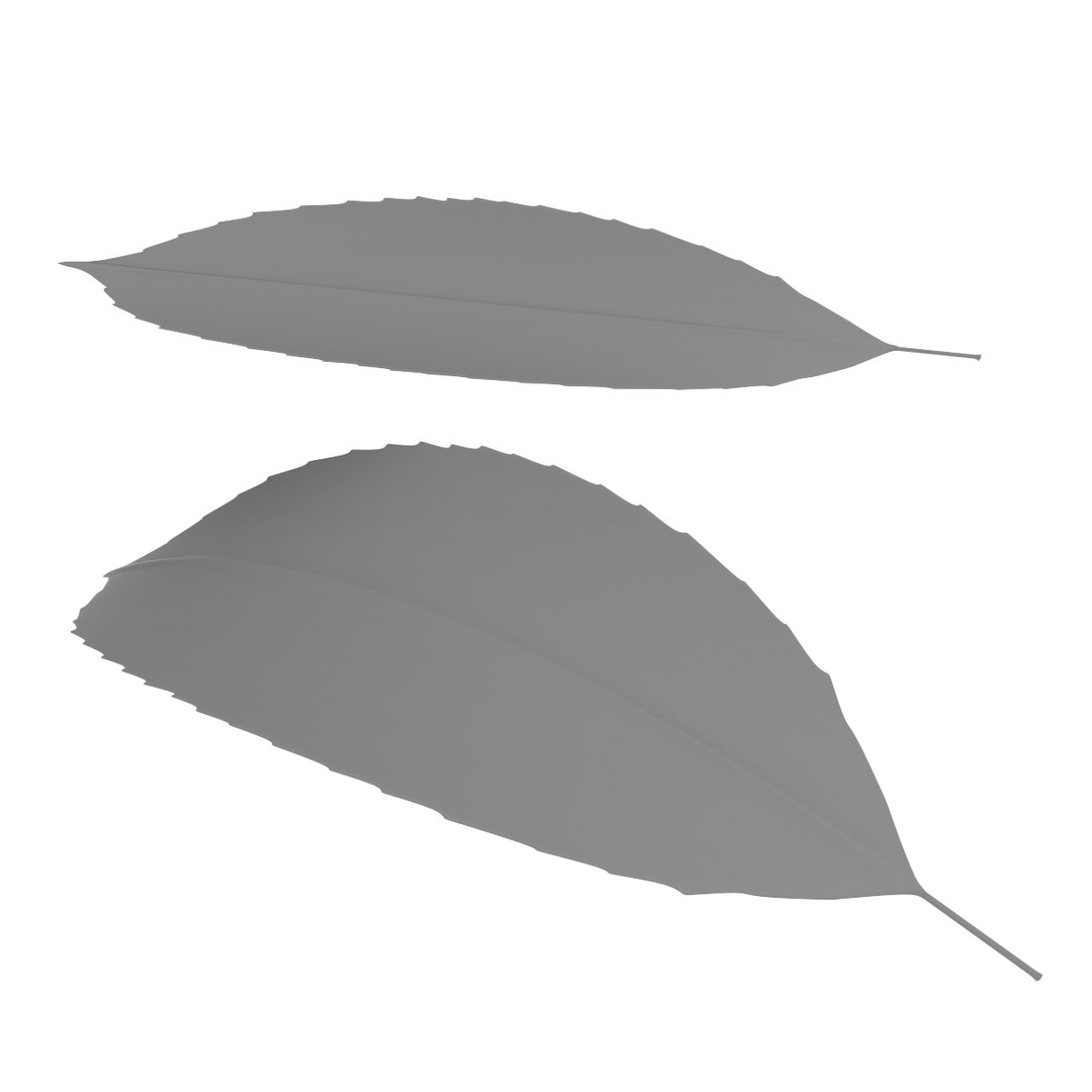 Tree Leaf 3d Model