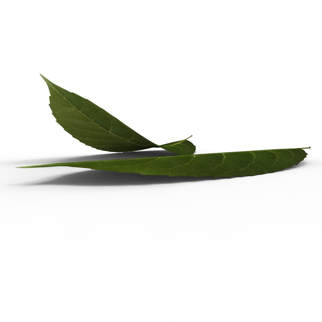 Tree Leaf 3d Model
