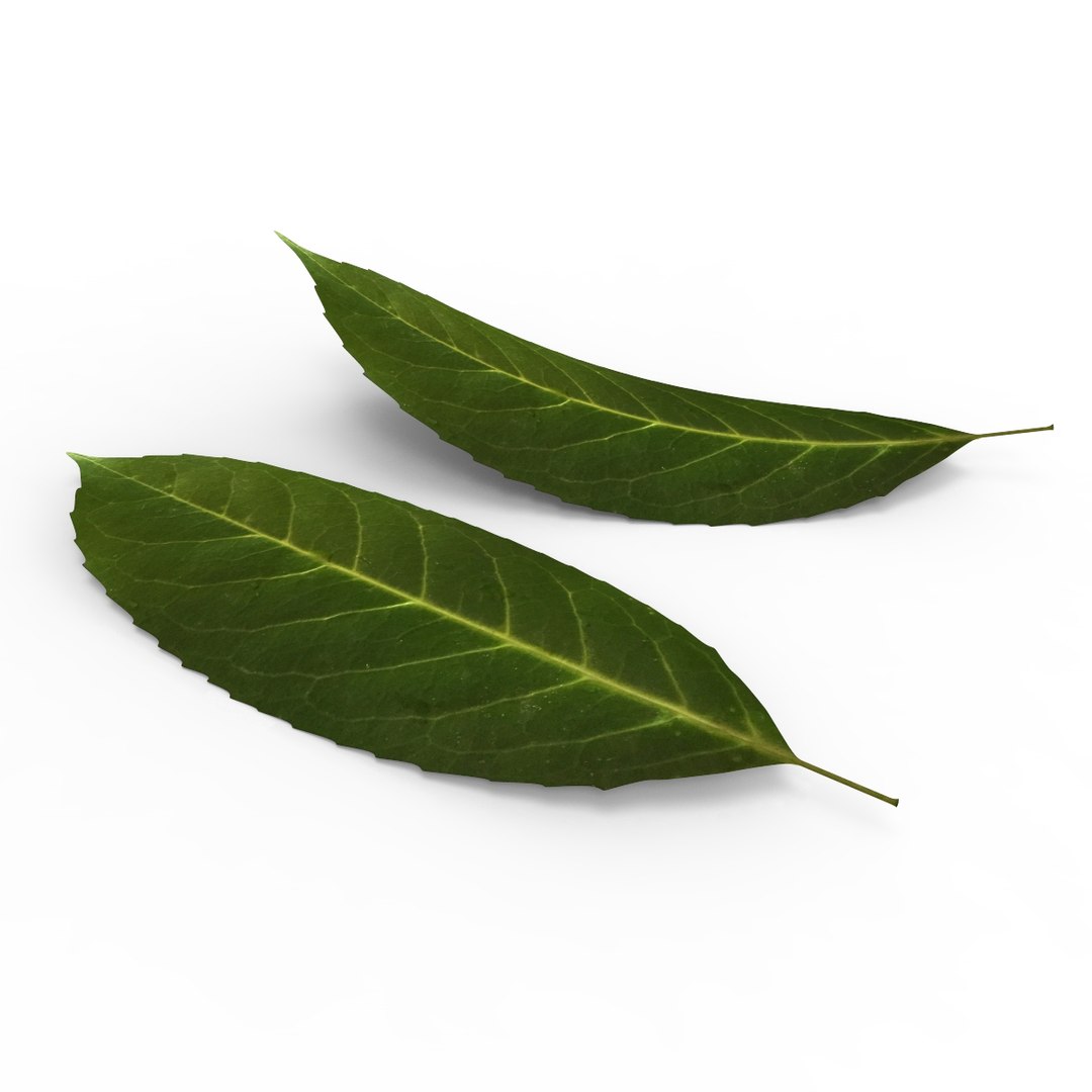 Tree Leaf 3d Model