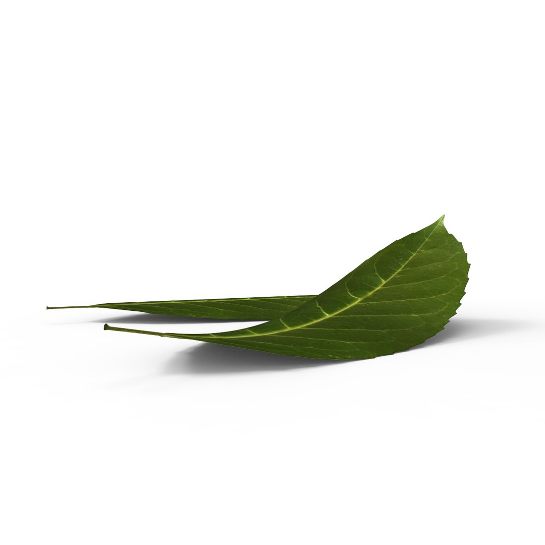 Tree Leaf 3d Model