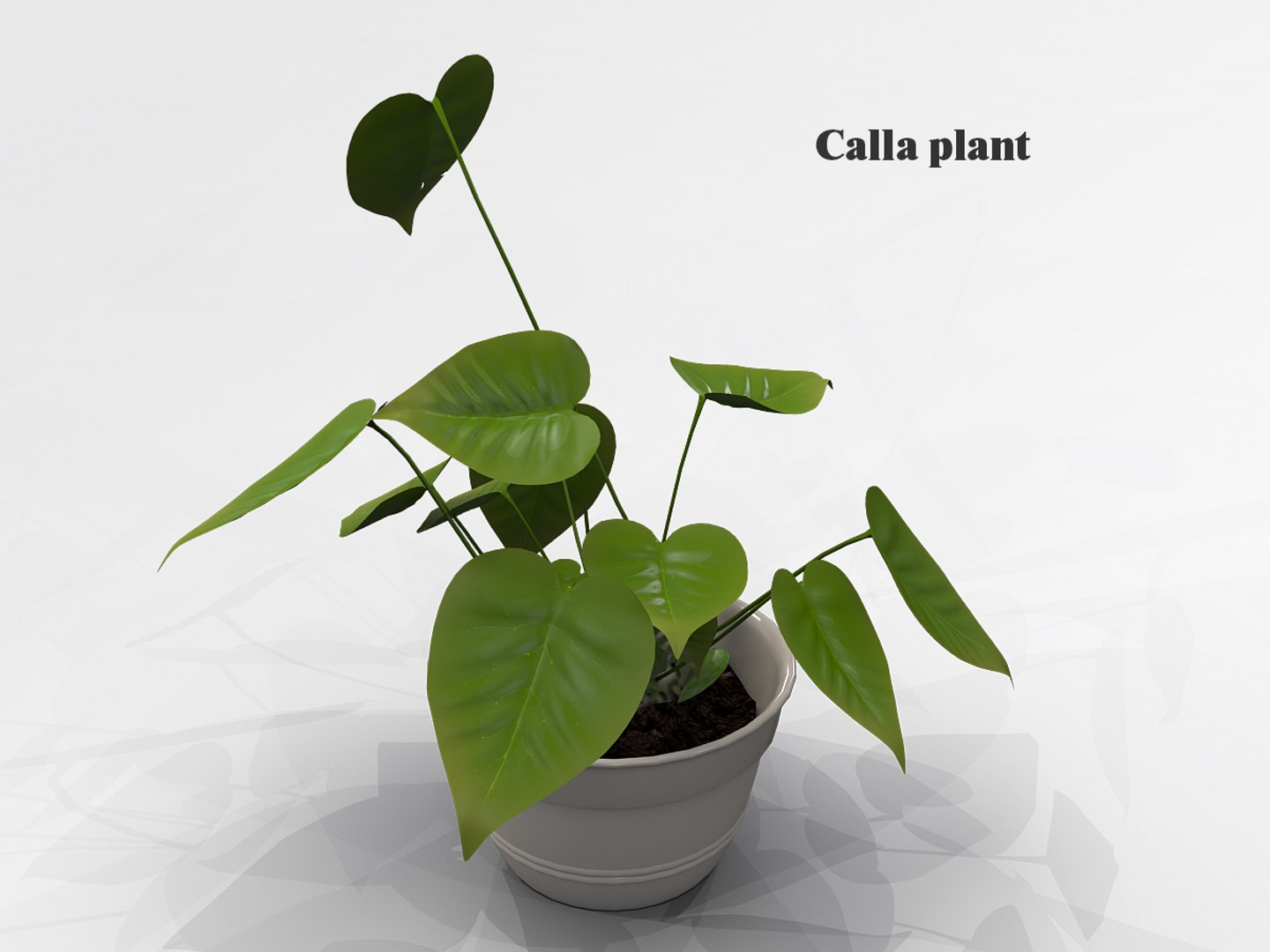 3d Calla Plant