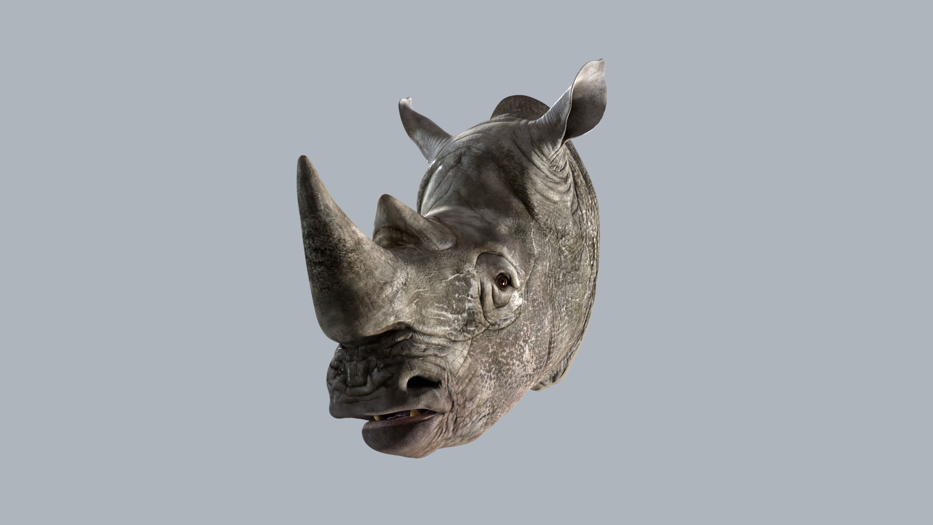 Rhino Head 3D - TurboSquid 1744632
