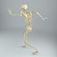 Human Male Skeleton Rigged 3D - TurboSquid 1217853