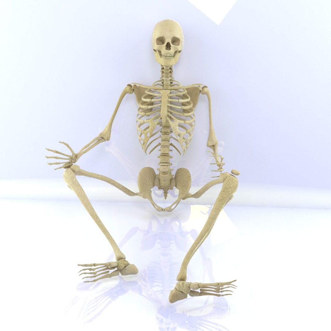 Human Male Skeleton Rigged 3D - TurboSquid 1217853