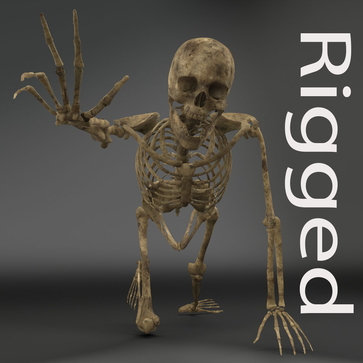 Human male skeleton rigged 3D - TurboSquid 1217853