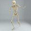 Human Male Skeleton Rigged 3D - TurboSquid 1217853
