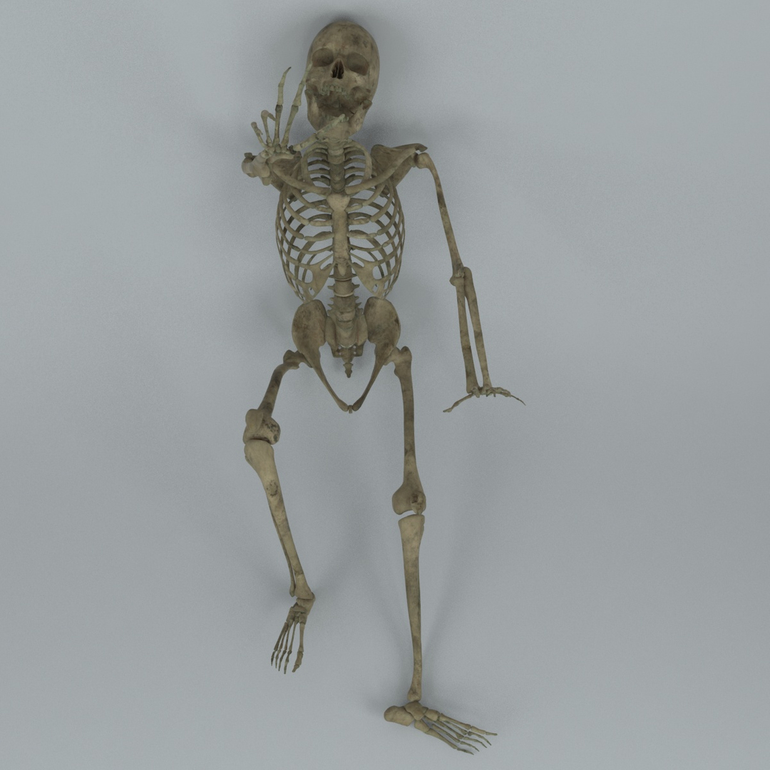 Human male skeleton rigged 3D - TurboSquid 1217853