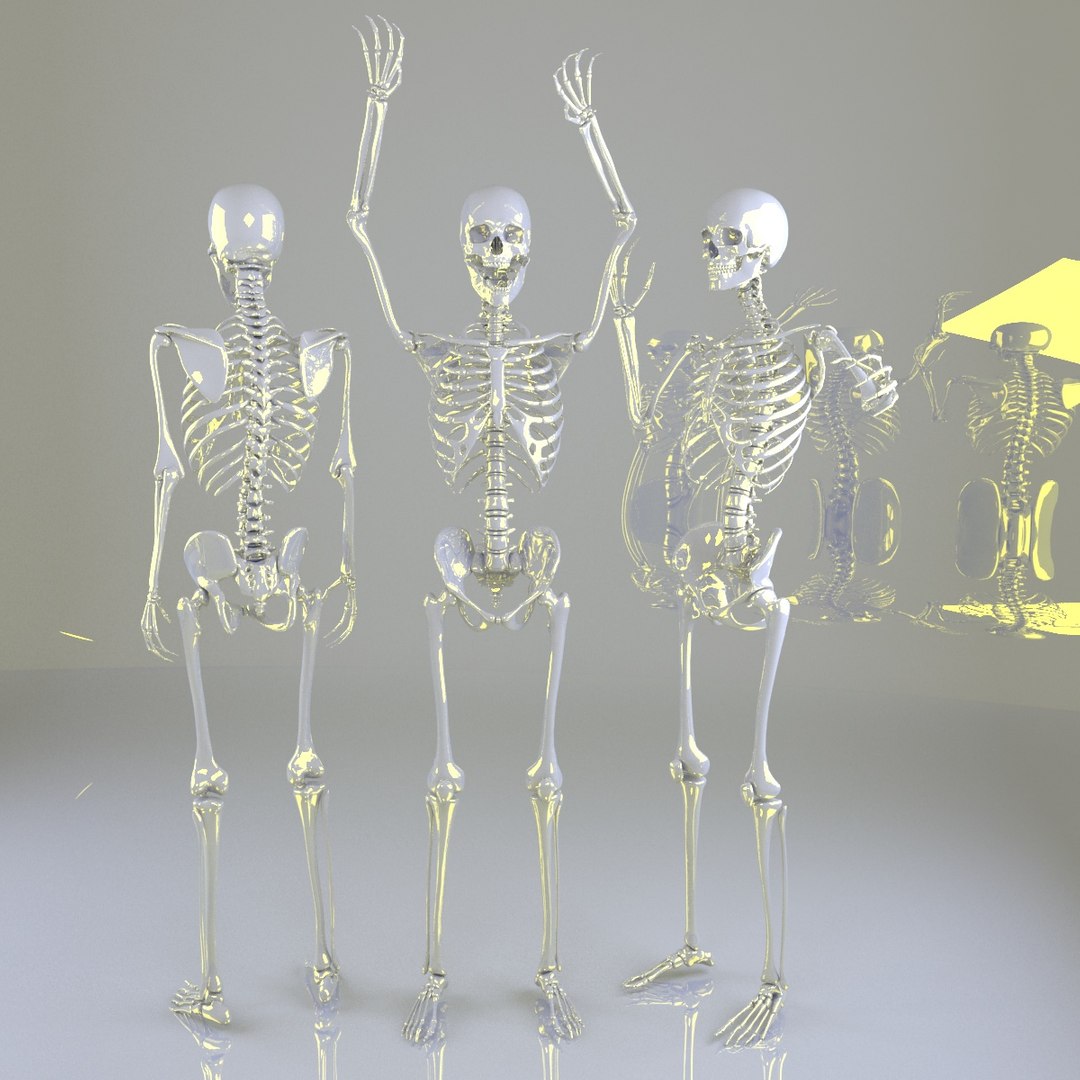 Human Male Skeleton Rigged 3D - TurboSquid 1217853