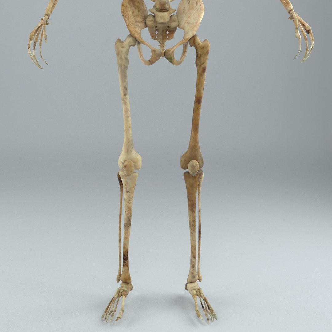 Human Male Skeleton Rigged 3D - TurboSquid 1217853