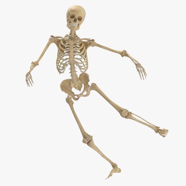 Female Skeleton 3D Models for Download | TurboSquid
