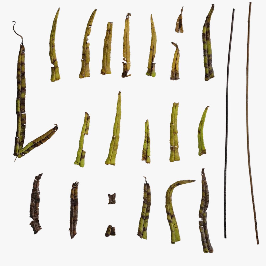 3D Model Anydrafts Pteris Cretica Leaf 05 Textures - TurboSquid 2351090