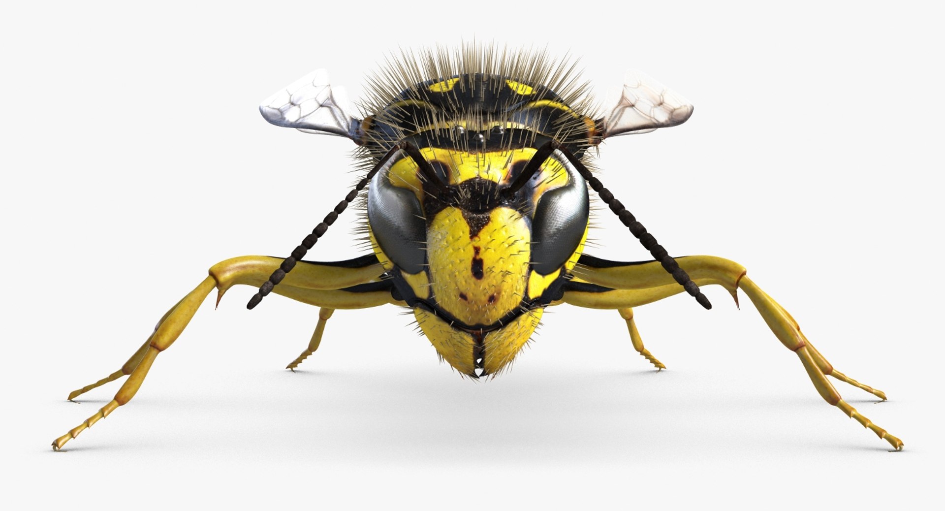 Wasp Modeled 3ds