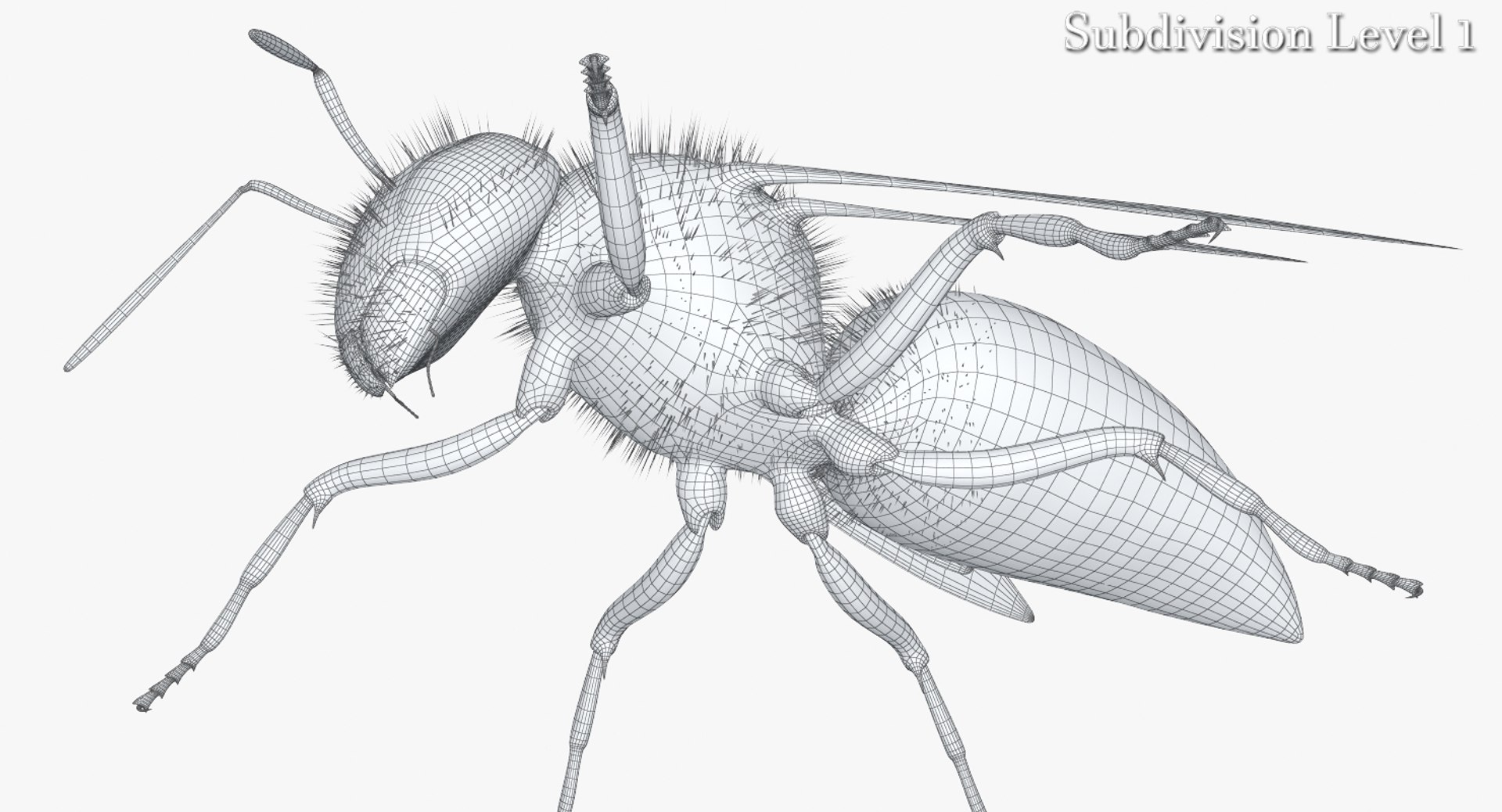 Wasp Modeled 3ds