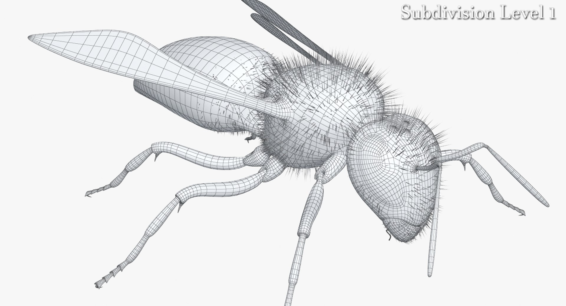 Wasp Modeled 3ds
