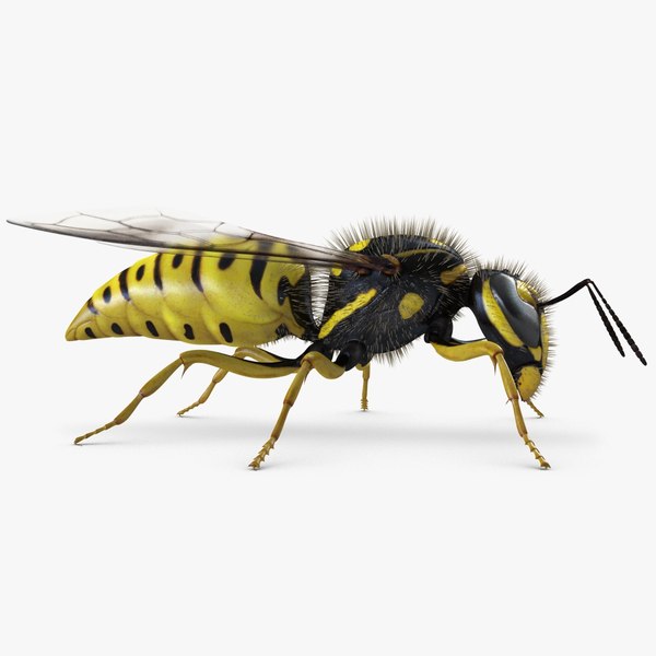 wasp modeled 3ds