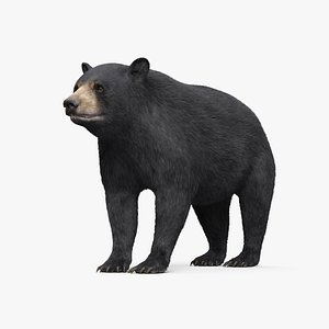 Black Bear 3D Models for Download | TurboSquid