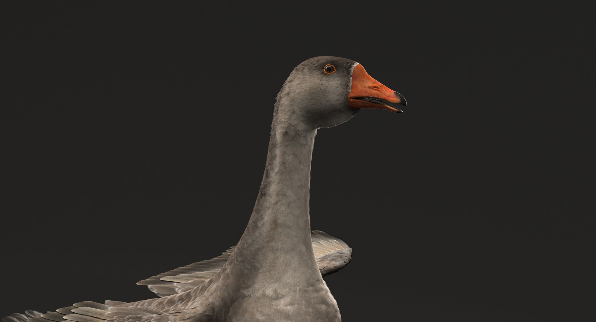 3D Goose Domestic Model - TurboSquid 1377035